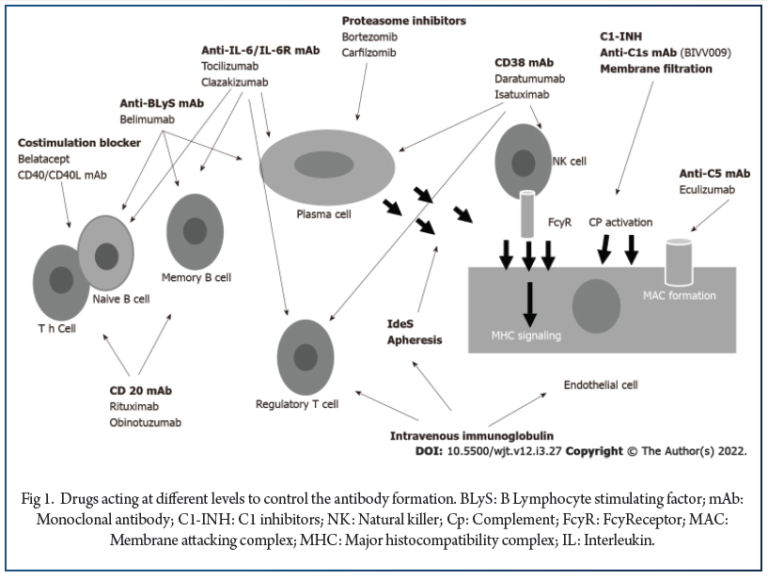 Innovative immunosuppression in kidney transplantation | Conquest Health