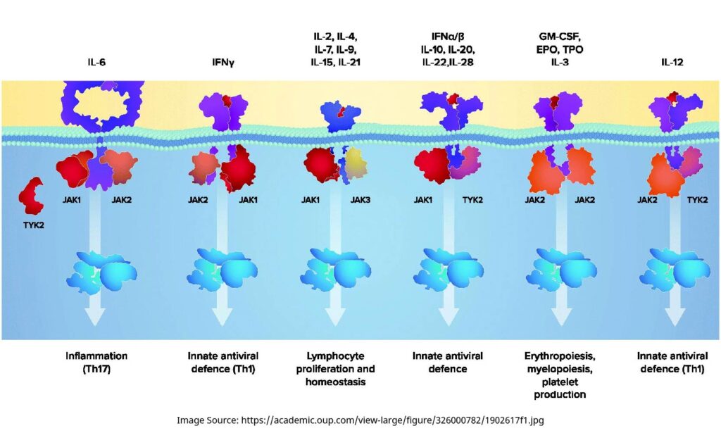Filgotinib: JAK1 Inhibitor in rheumatoid arthritis | Conquest Health