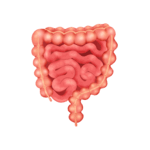 Organ Donation - Conquest Health