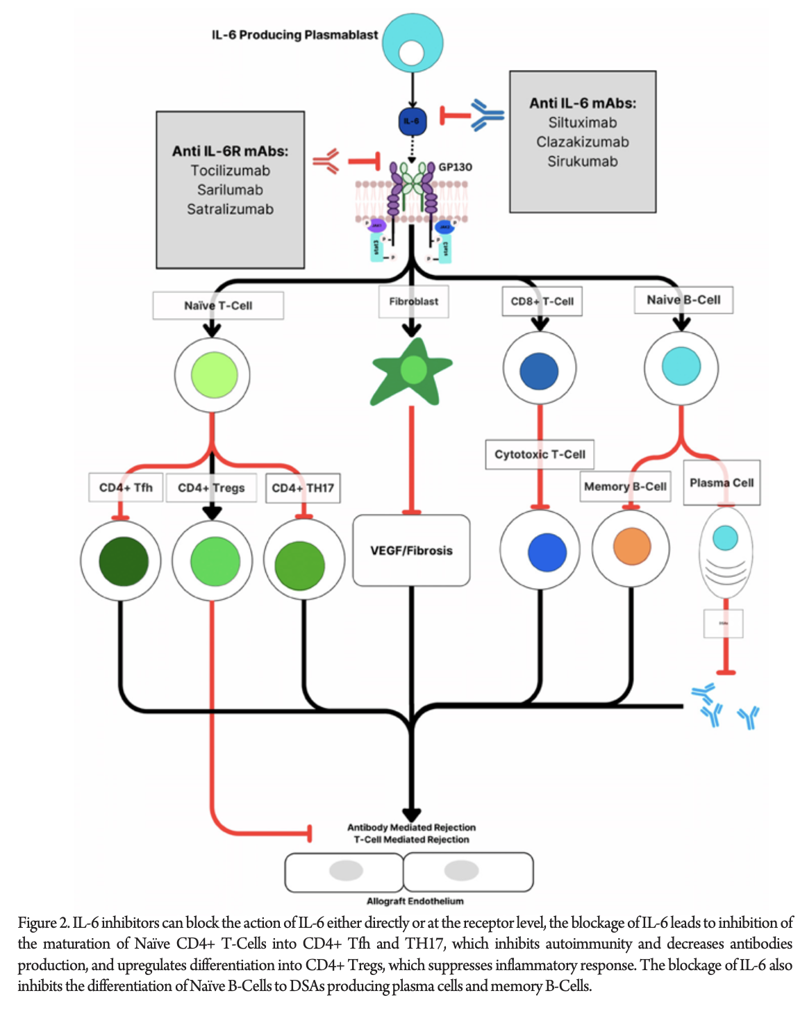 Emerging Therapies in Kidney Transplantation | Conquest Health