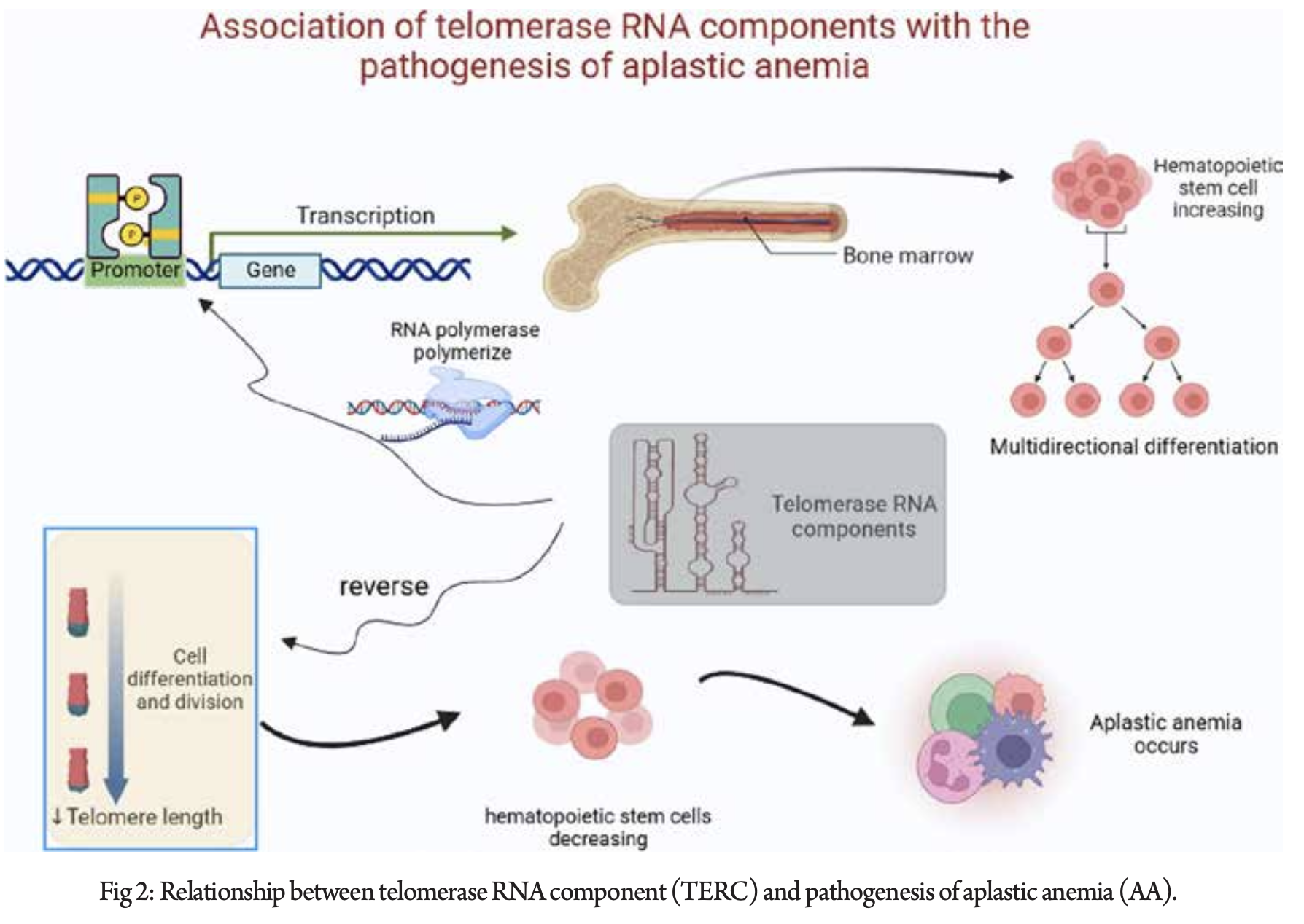 TERC Haploid Cell Reprogramming for Aplastic Anemia | Conquest Health